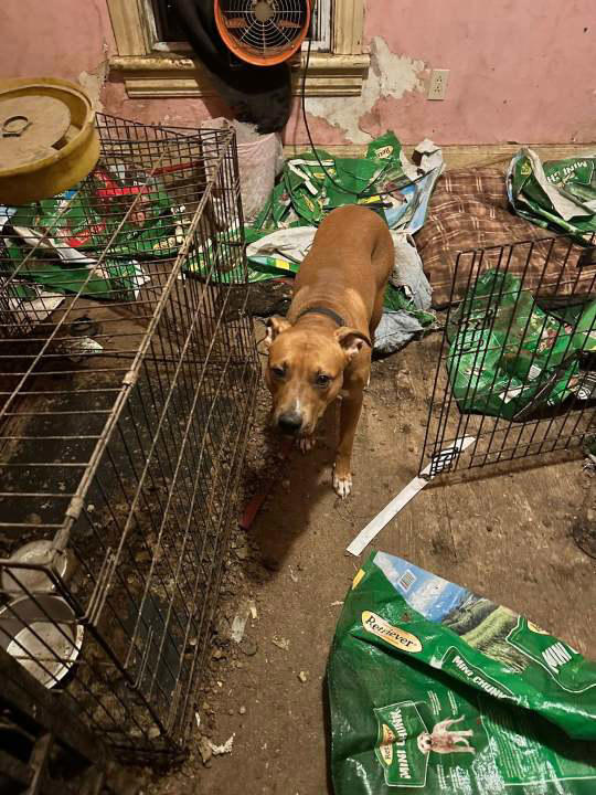 2 charged after 8 dogs, other animals found in deplorable Johnstown home