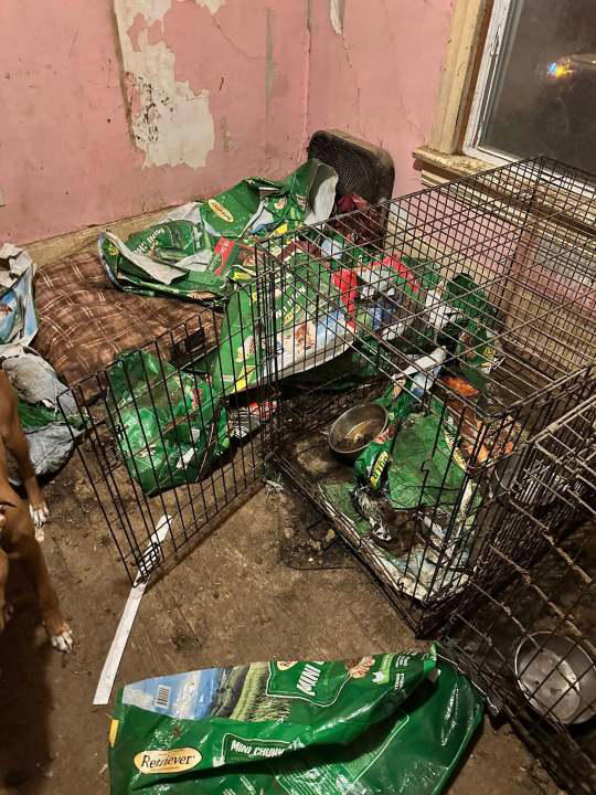 2 charged after 8 dogs, other animals found in deplorable Johnstown home