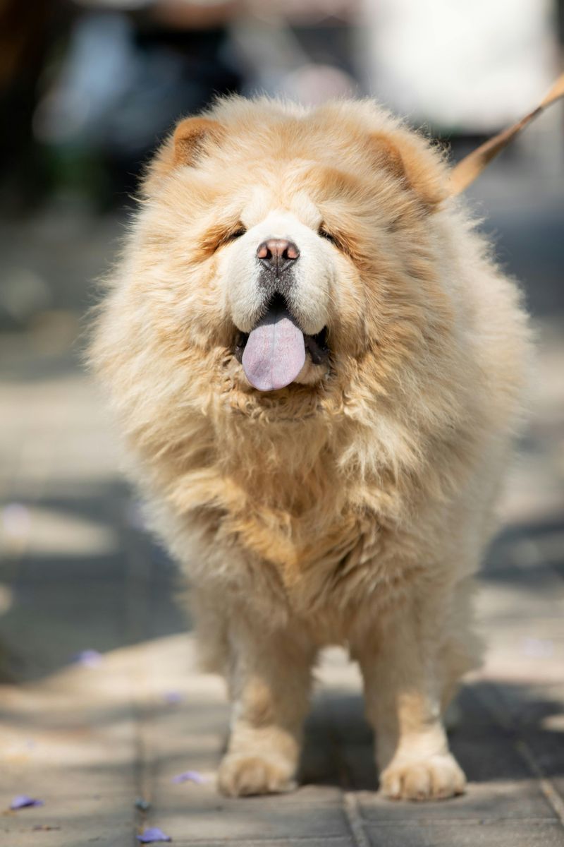 8 dog breeds that treat every stranger with suspicion at first
