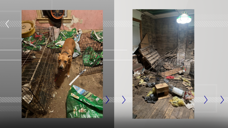 Johnstown home found to have eight dogs, other animals abandoned: PD