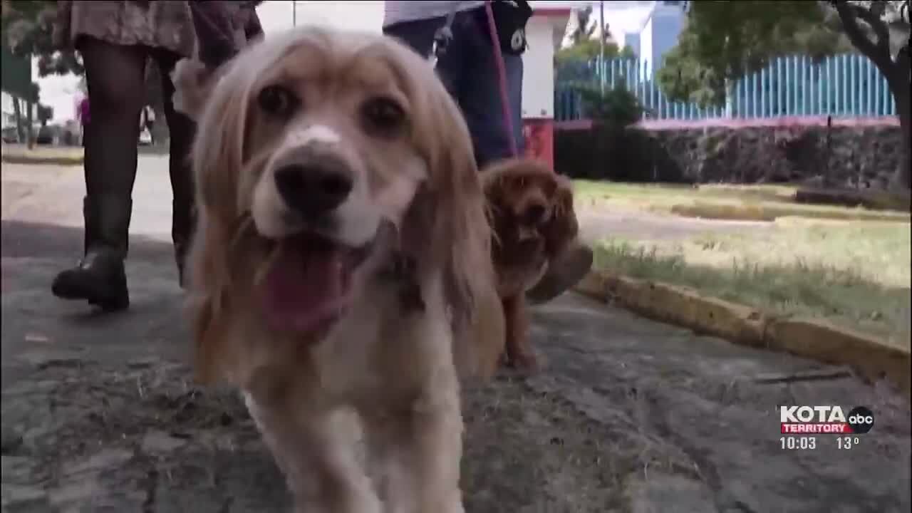 Pet owners urged to take cold weather precautions