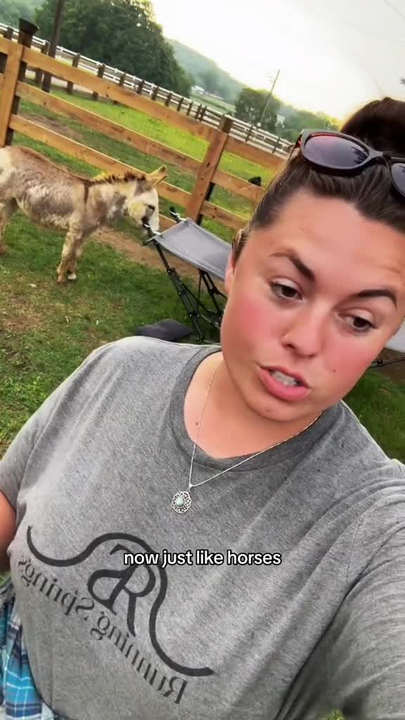 Donkey terms explained: Fun facts and names you didn't know