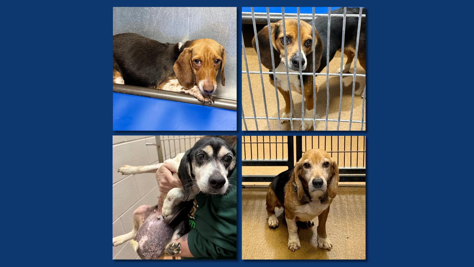 'Safe hands:' Animal shelter takes in 20 dogs rescued from Gainesville ...