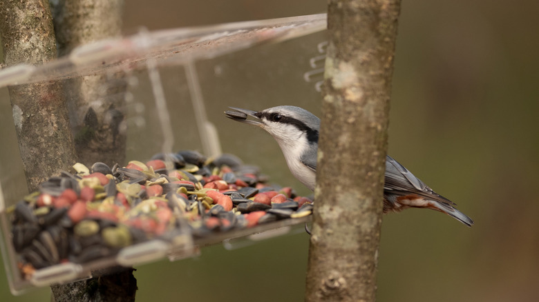 The common bird feeder maintenance mistake that's attracting pests to ...