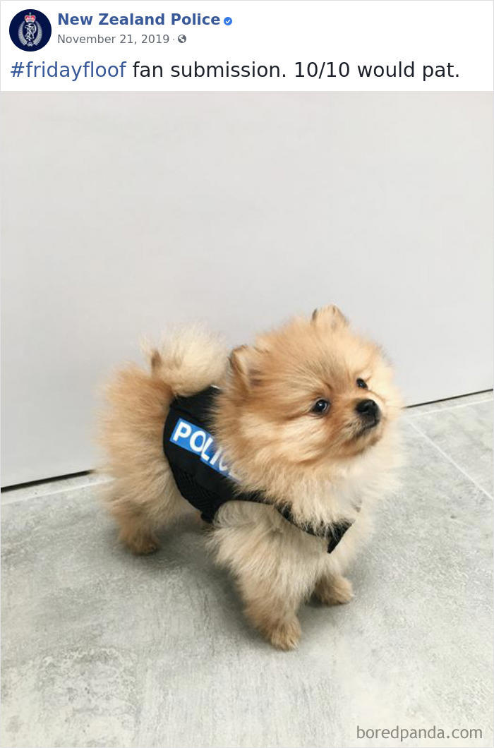 The New Zealand Police Is Winning Over The Internet With Their Adorable ...