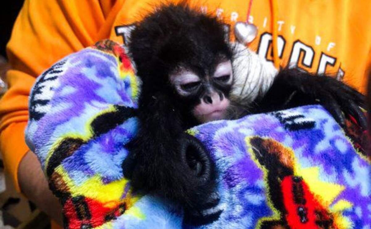 Rescatan mono araña, loros y guacamaya verde en Guadalajara; Profepa y ...