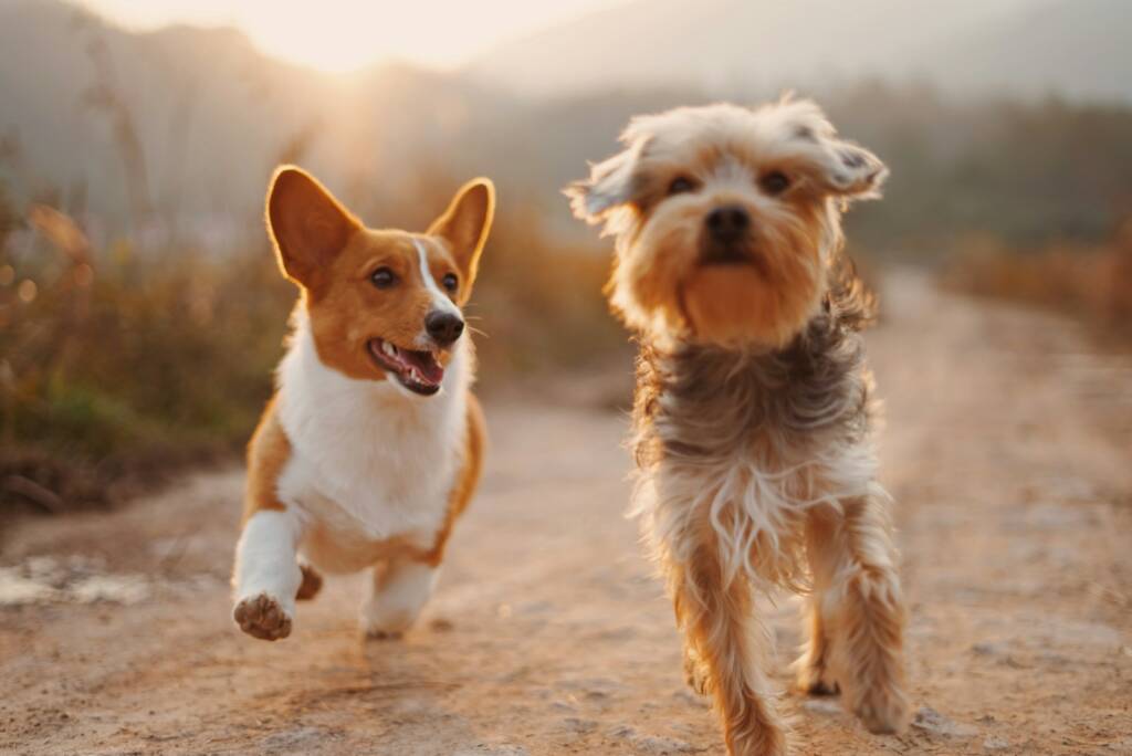 Looking ahead to pet memorial trends of 2026