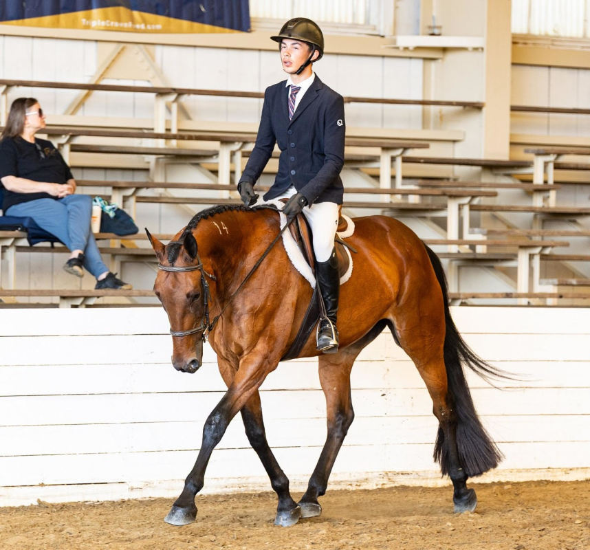 World record-setting trotter earns new title as standardbred show horse ...