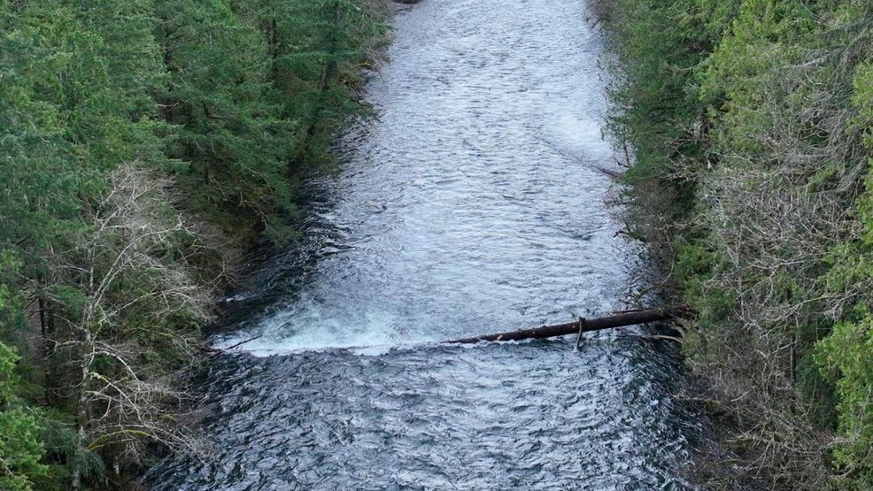 Tree trunk and debris block Upper McKenzie River at milepost 52 ...