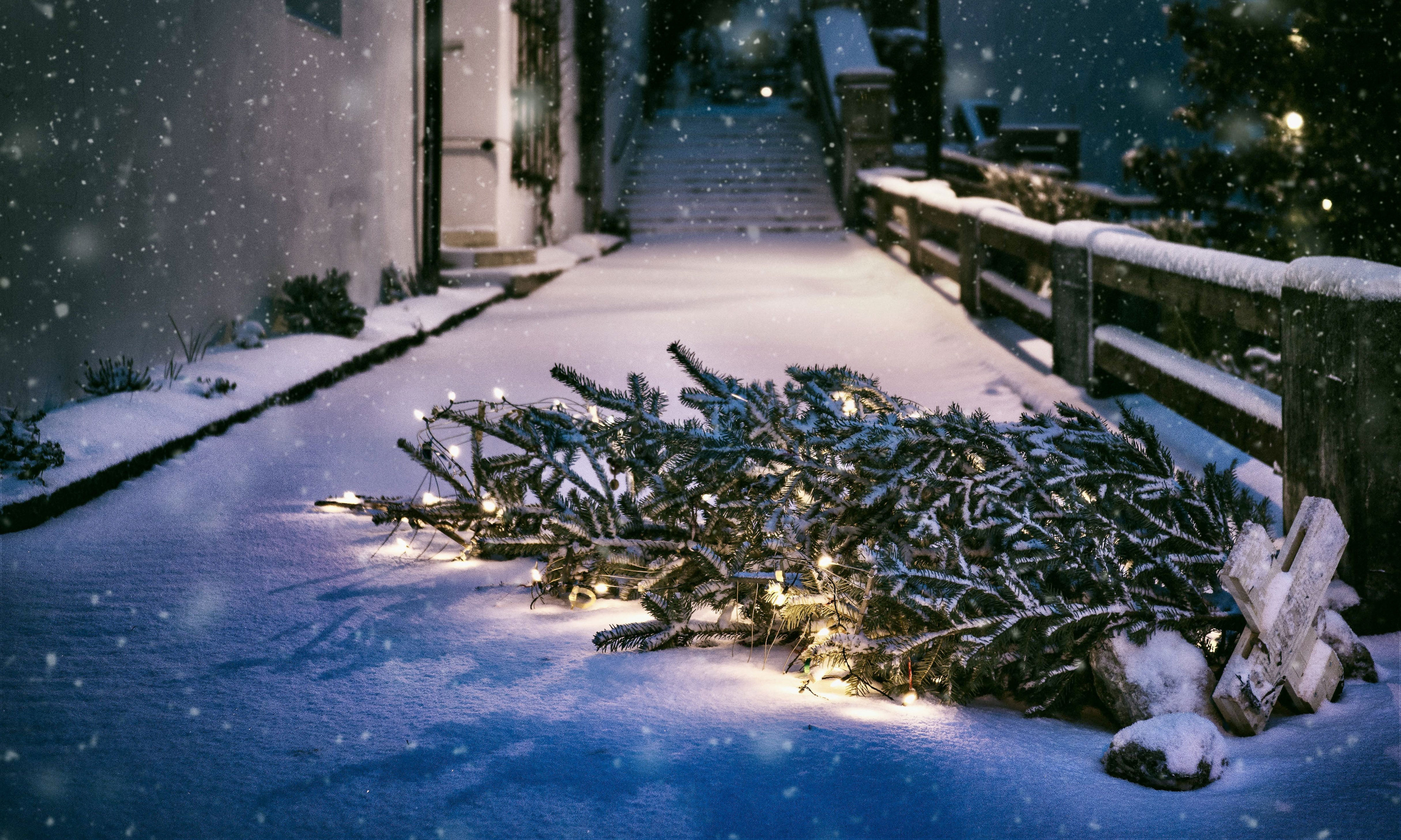 Racine County municipalities announce 2026 Christmas tree, garbage ...