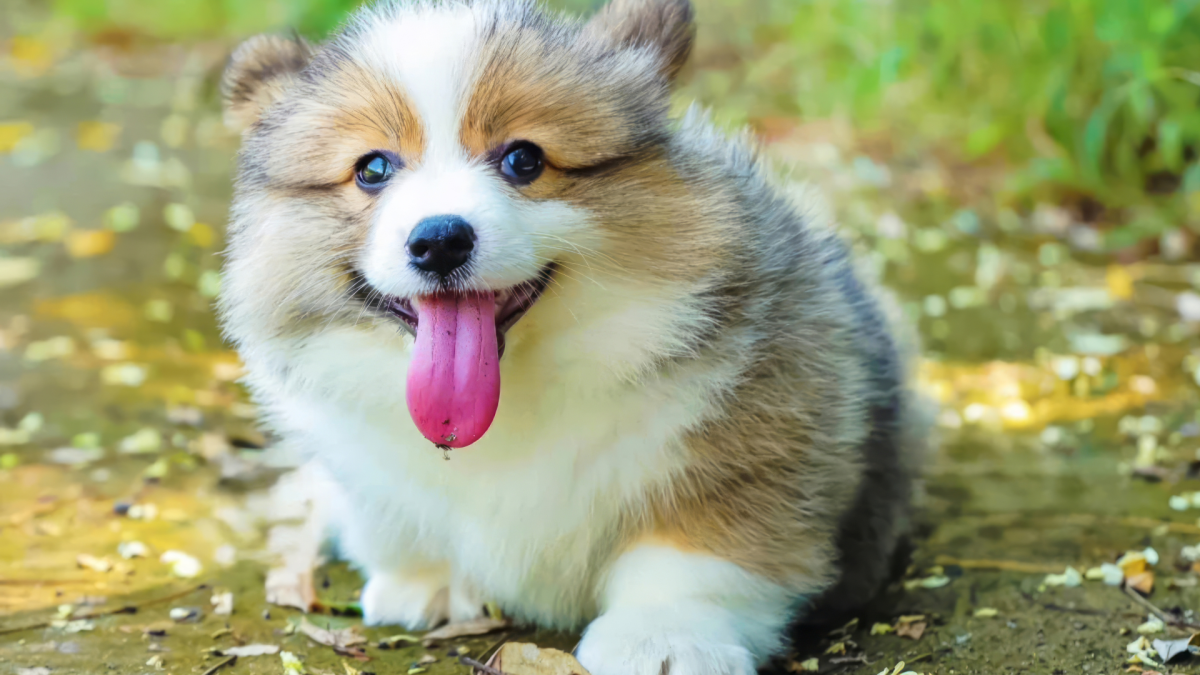 Corgi puppy taking on the big steps like a champ is so stinkin’ cute