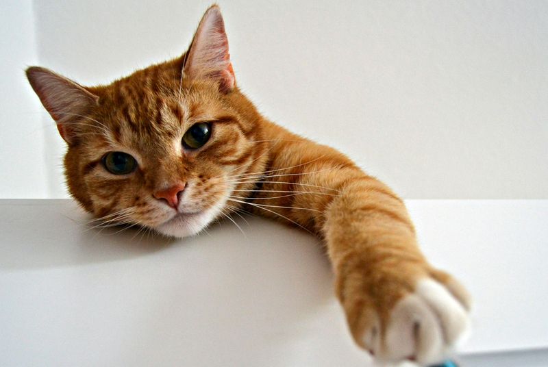 10 cats that don’t just purr – they communicate in Morse code