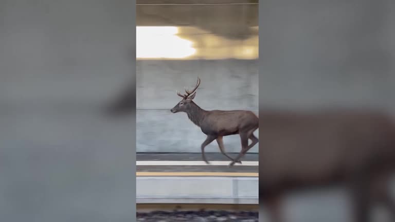 Deer runs along train tracks in northern Italy