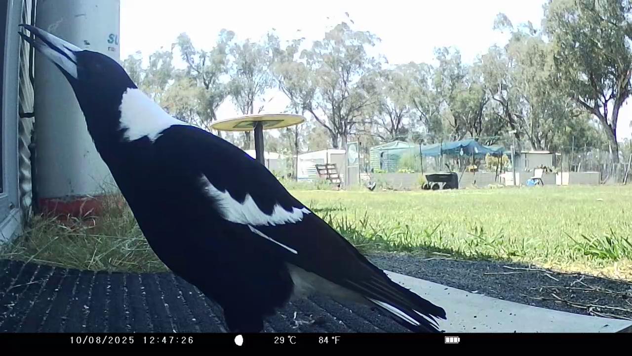 Magpie perfectly imitates horse