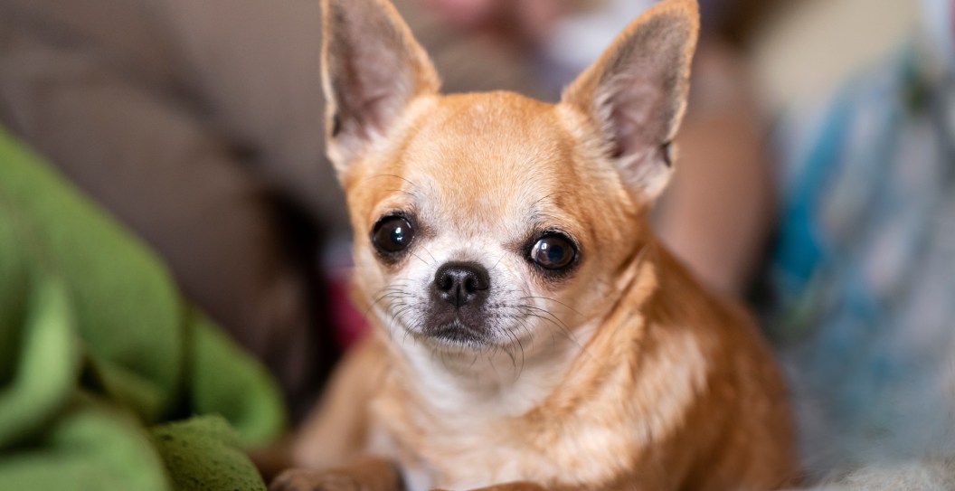 Country singer suffers another devastating personal loss just months apart