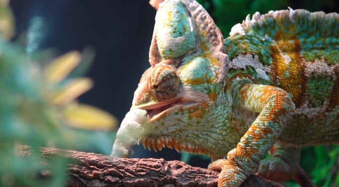 Education and care a focus for a Waterville pet shop