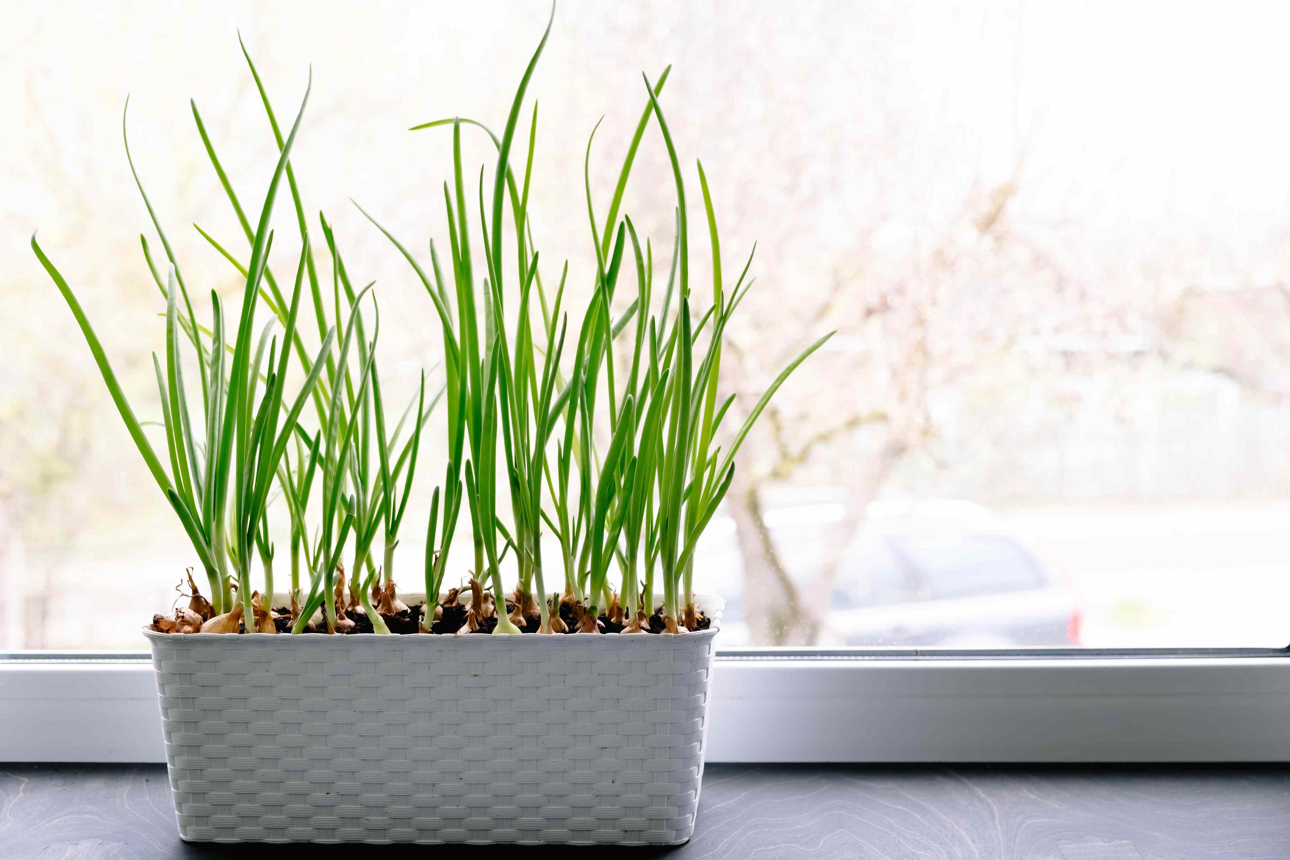 How to grow green onions indoors (and keep them producing year-round)