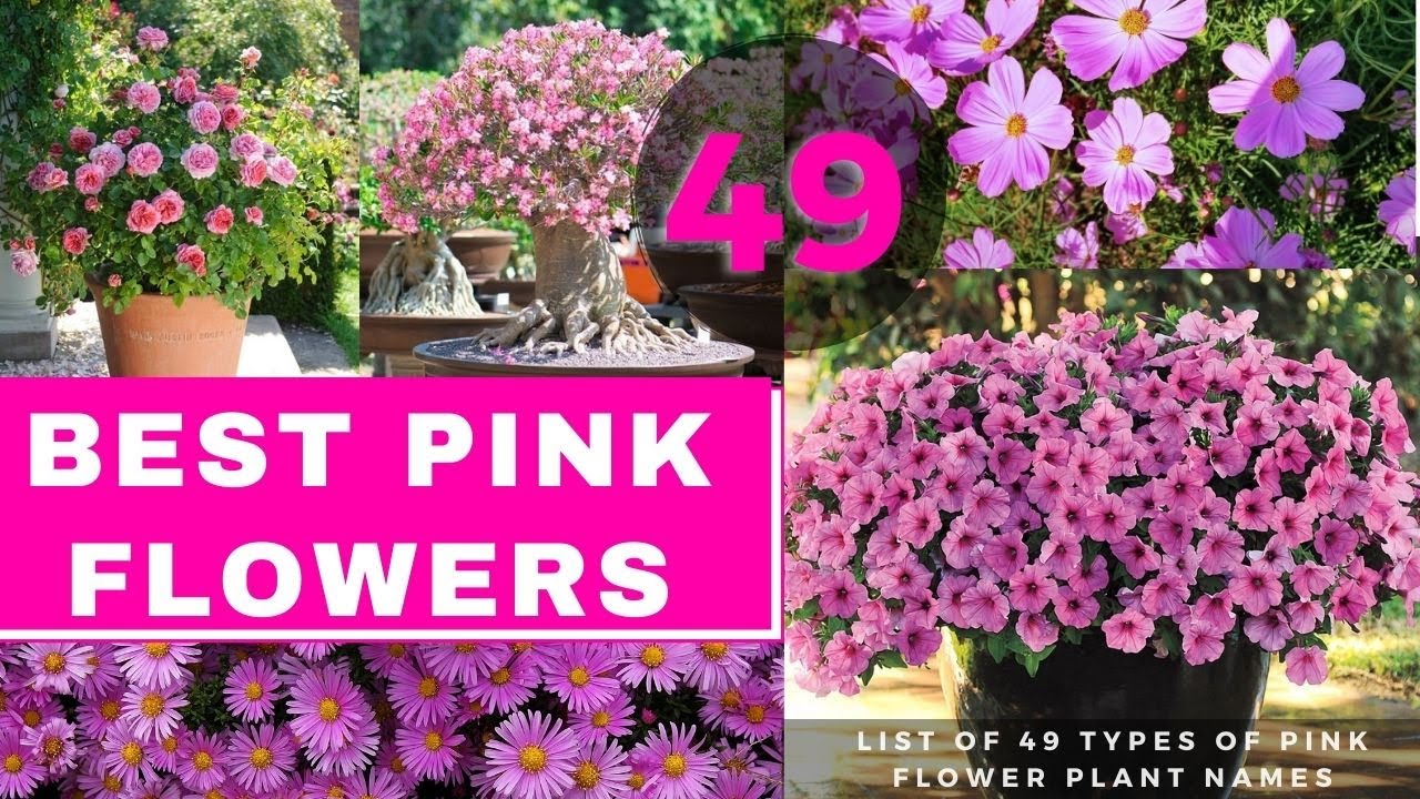 Stunning pink flower plants that require minimal maintenance