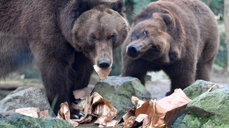 Survey: Nearly 3% of Americans believe they could beat a grizzly bear ...