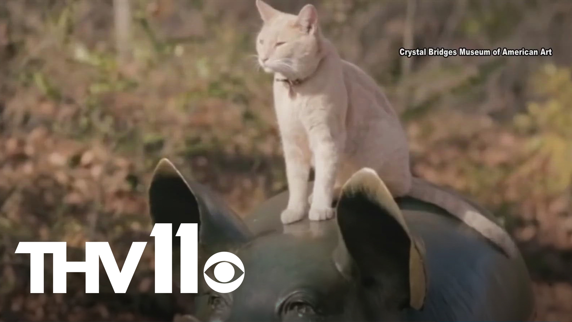 'Famous Hamish' the cat connects Arkansas community