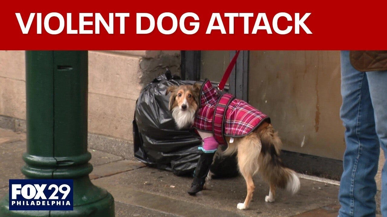 Puppy violently attacked by off-leash dog in Center City