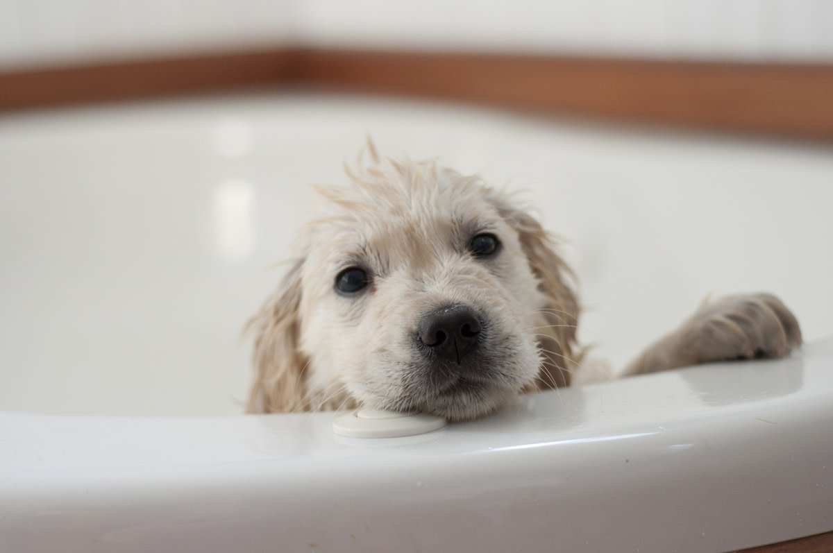 Golden retriever puppy repeatedly attempts to escape bath time and it's ...