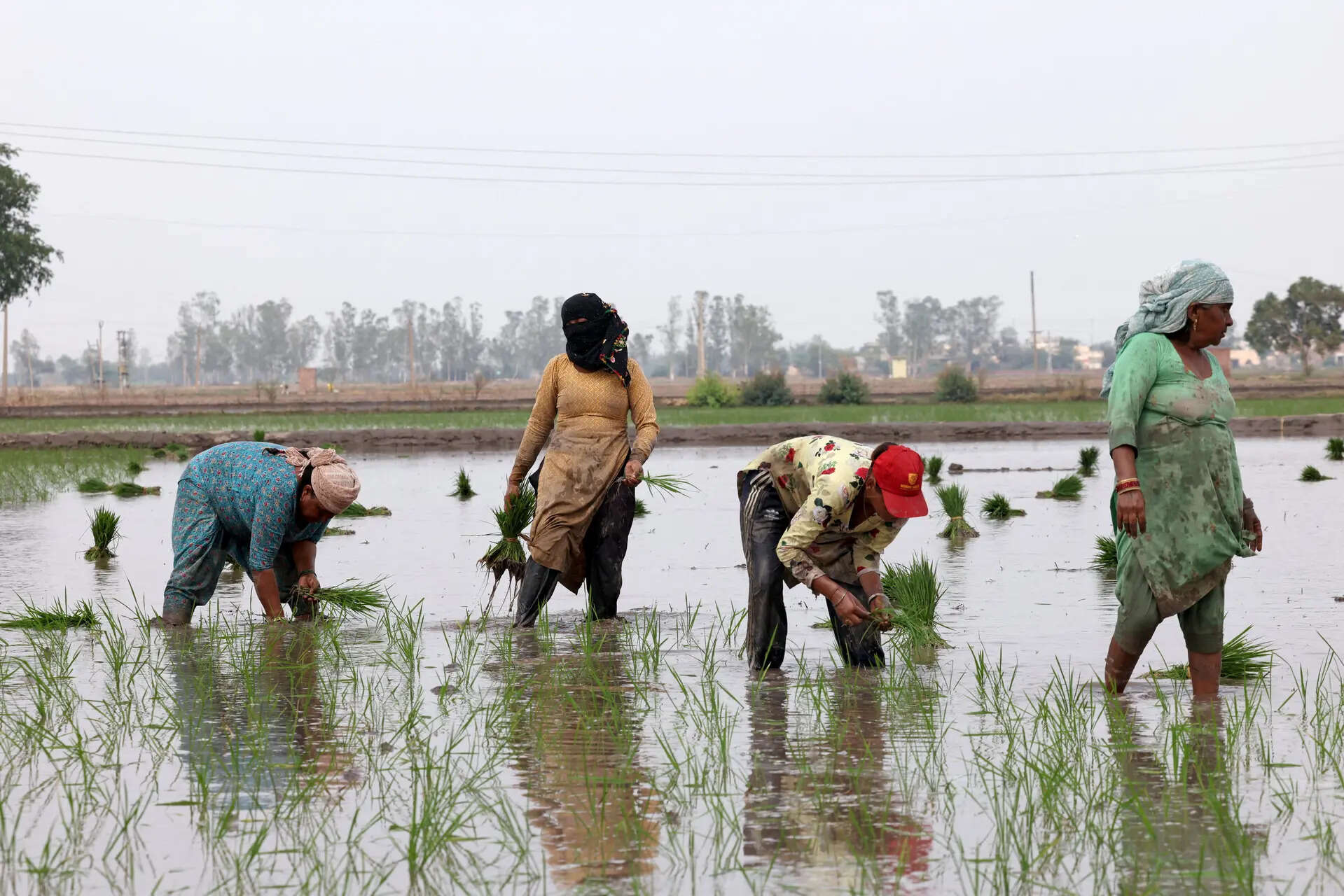 India's domination of global rice trade stokes looming water crisis