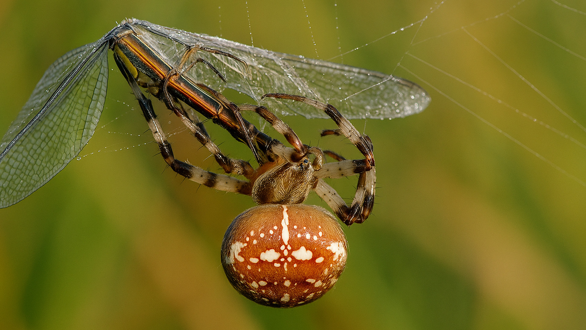 A precise strike in the web of life