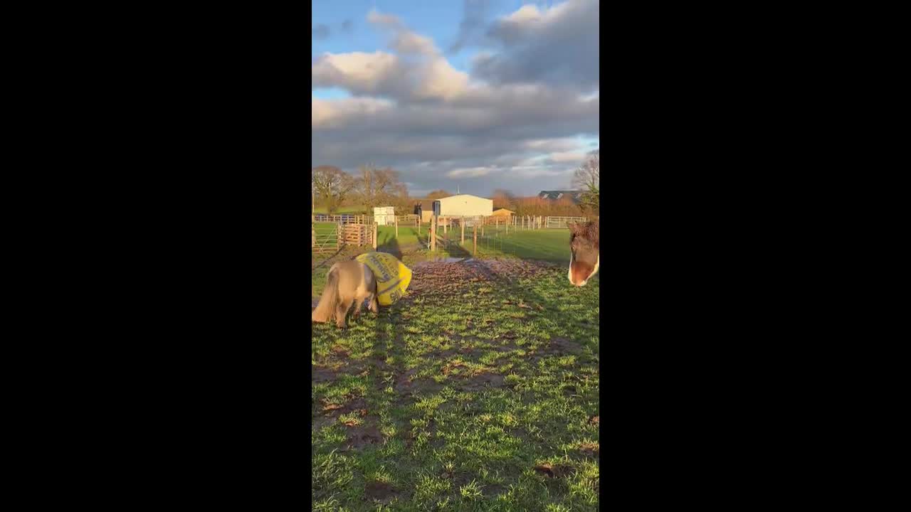 Mini Shetland pony spotted wearing hay bag in Worcestershire, England, UK