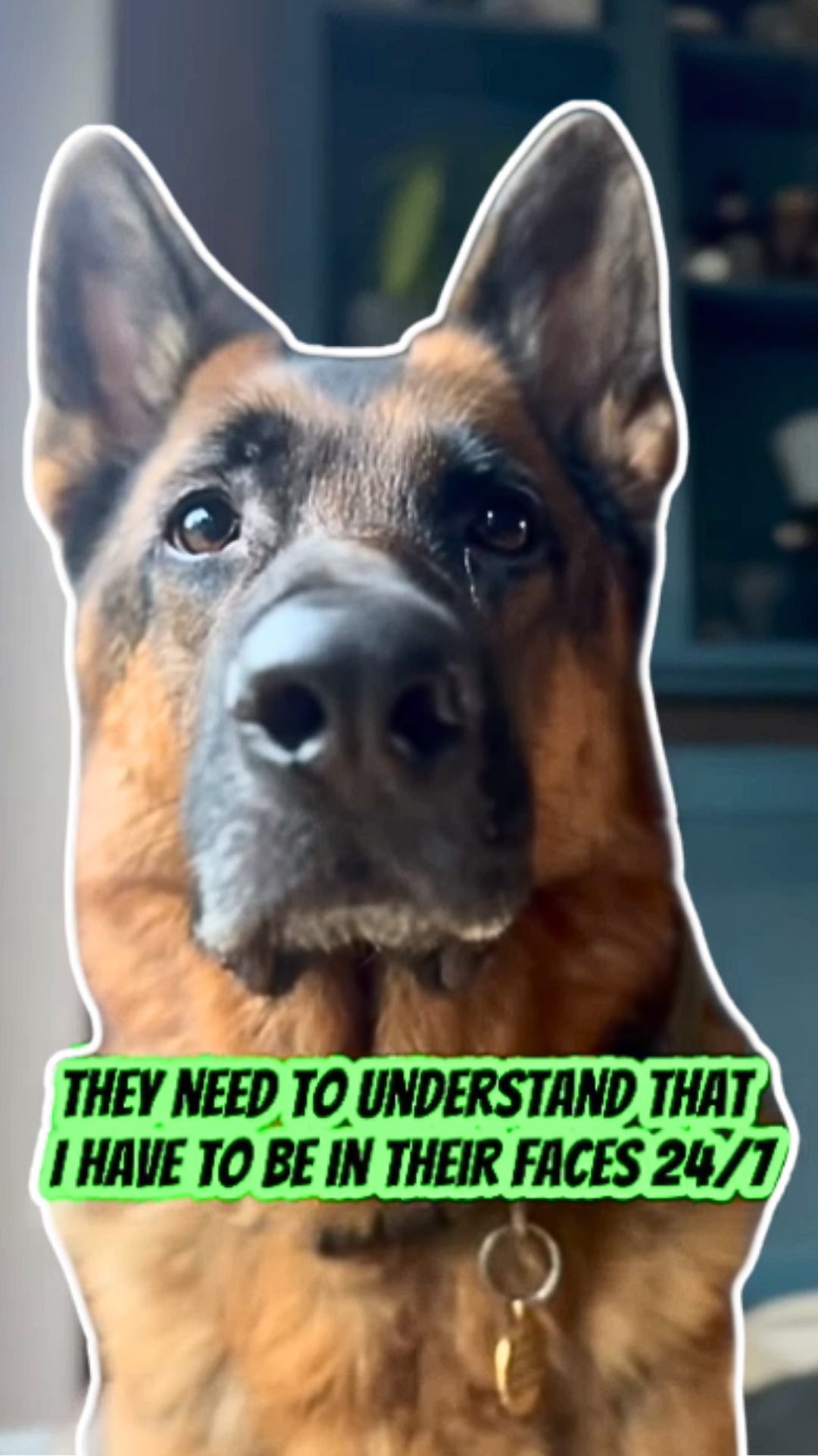 Life with a human: A German shepherd’s struggles