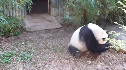 China: Playful panda delights visitors with somersaults in Guangzhou Zoo