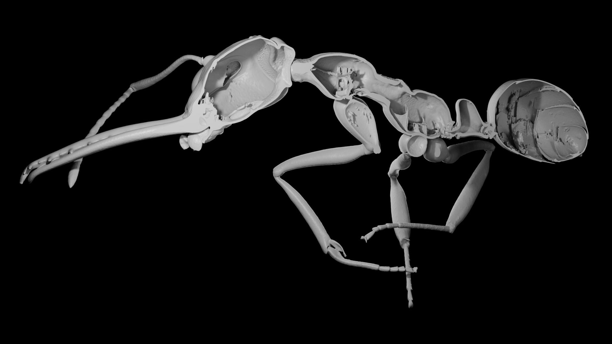 🐜 More numerous or more robust? The choice of ants