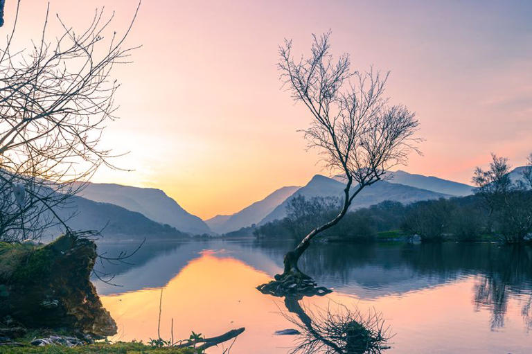 The lonely tree is the most famous in Wales but its fate is inevitable