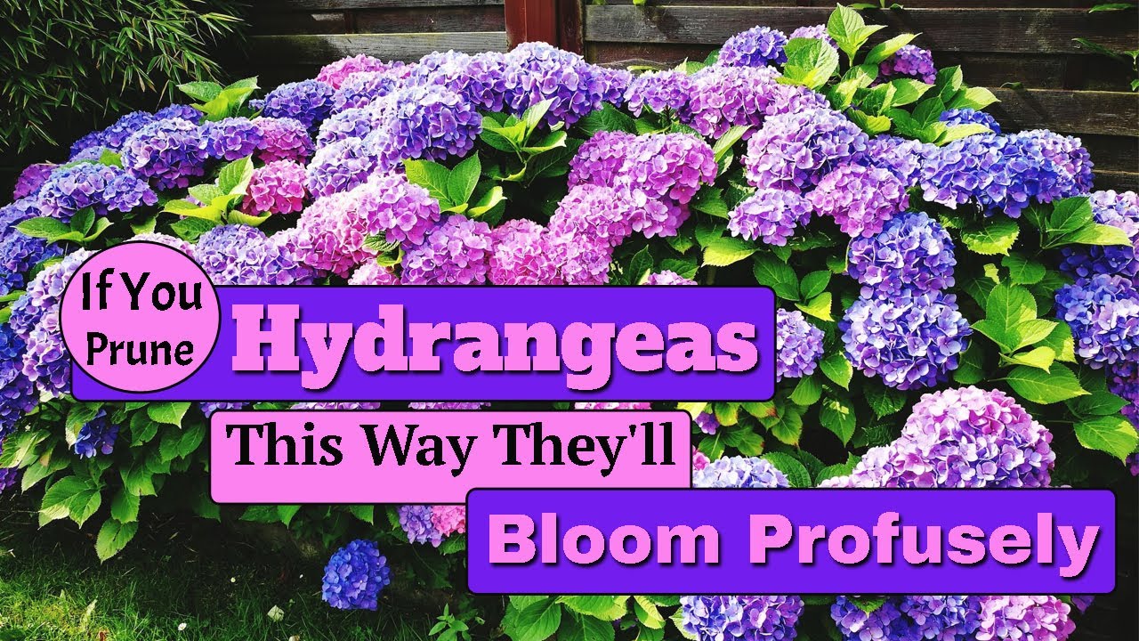 Expert tips for hydrangea pruning that boost flower growth