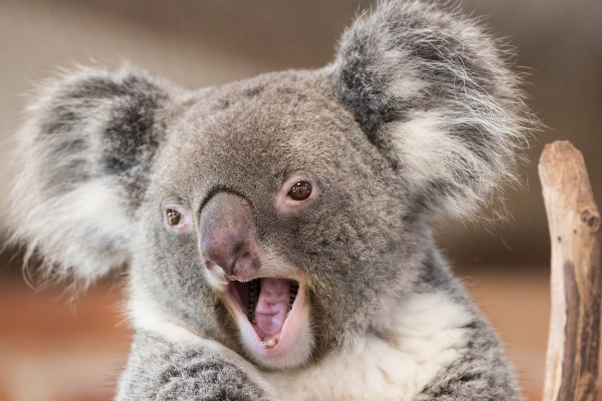 Adorable koala showing off his aggressive side is too cute for words