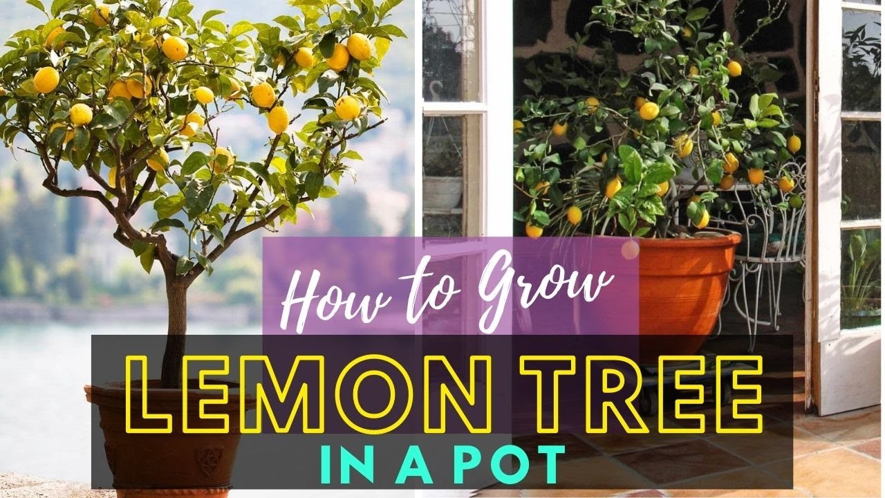 Tips for growing a healthy lemon tree in a container