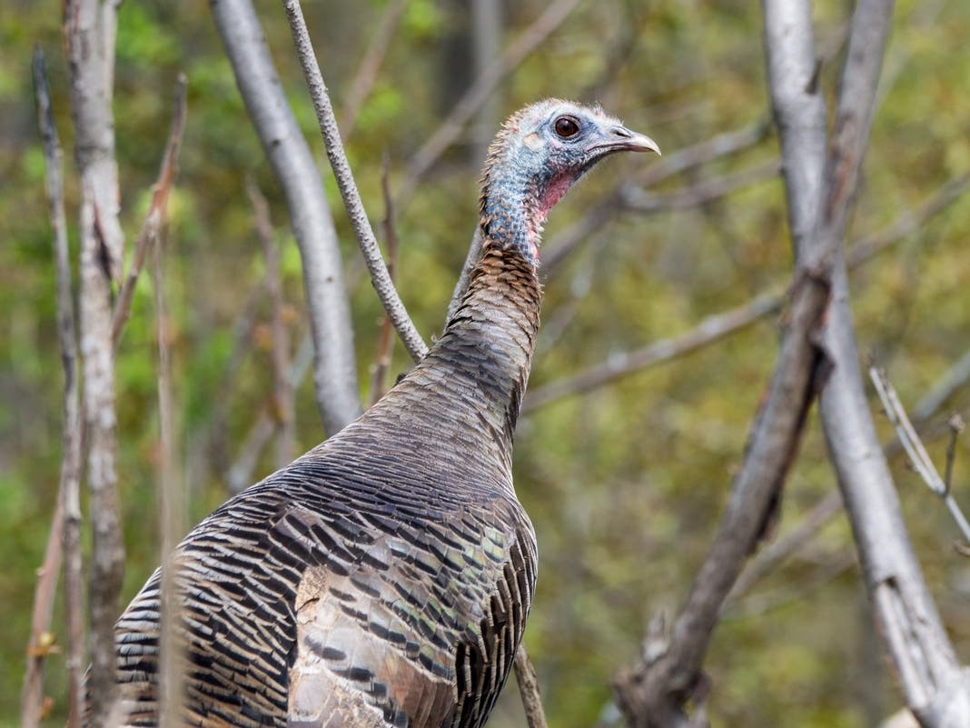 Alameda man accused of killing wild turkey charged with felony: report