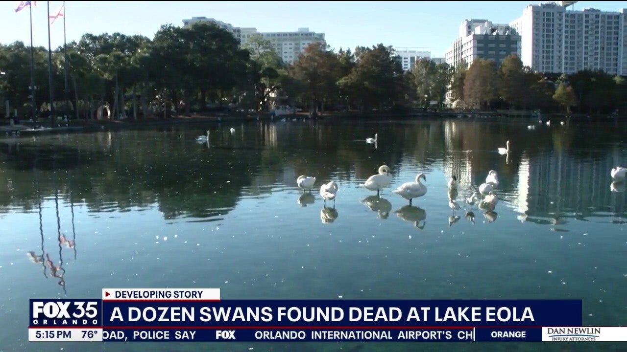 A dozen swans found dead at Orlando’s Lake Eola