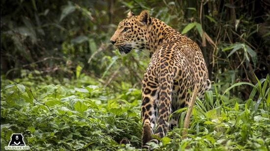 Forest Dept to source leopard birth control drug from abroad