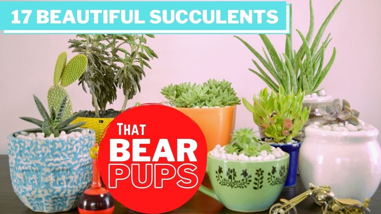 Multiply your succulents with these pup producing varieties