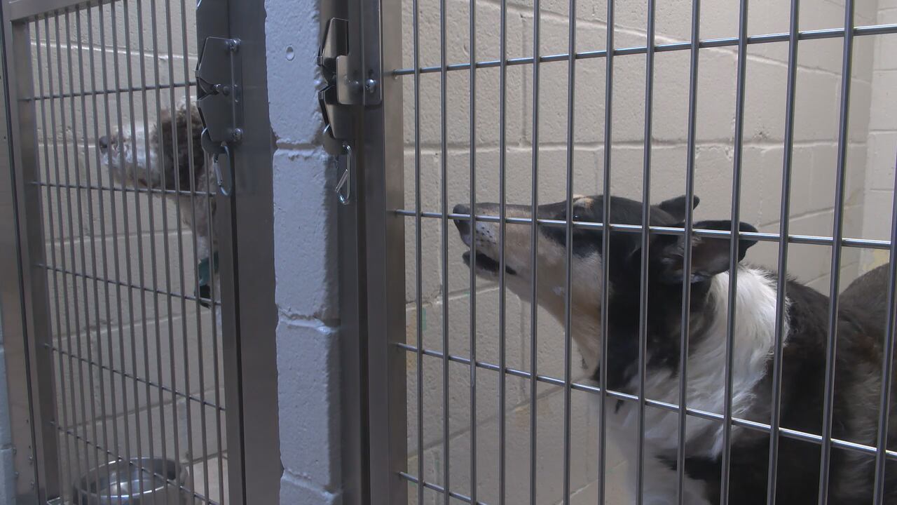 New Year’s celebrations lead to 69% spike in lost pet reports