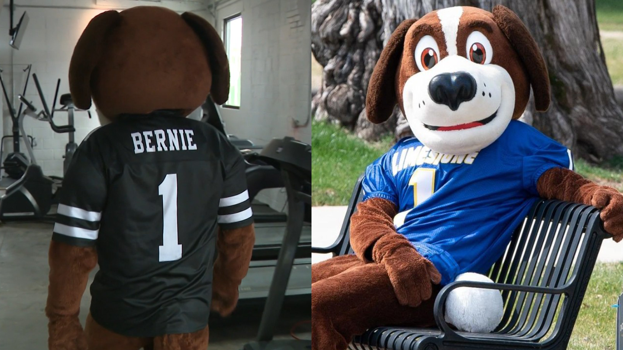 Former Limestone mascot Bernie finds new home after school closure