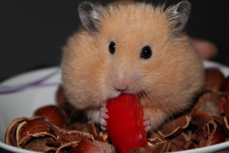 Tuduhan penganiayaan hamster memicu penyelidikan polisi Korea Selatan