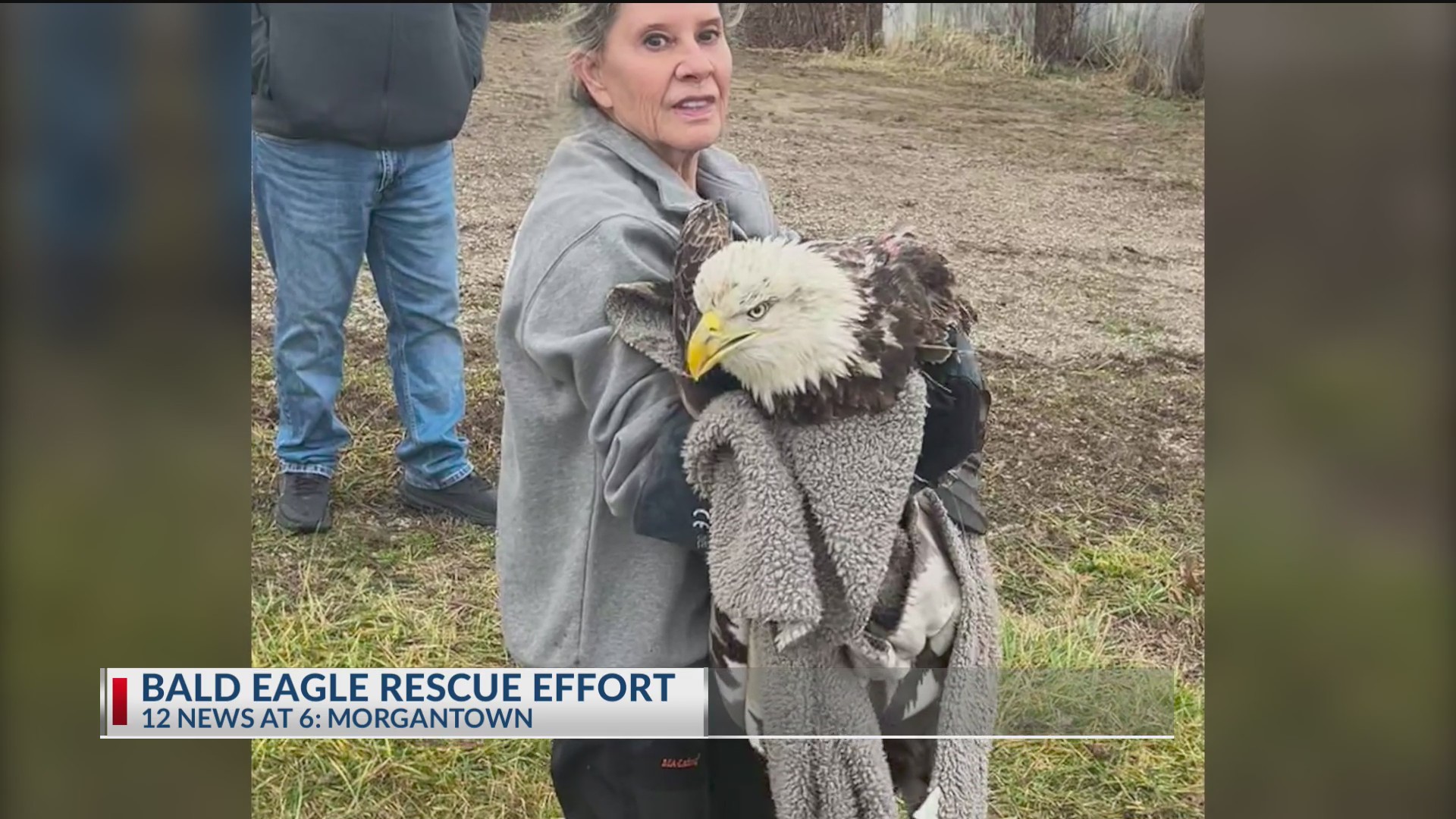 Bald eagle hit by vehicle in Jackson County passes away