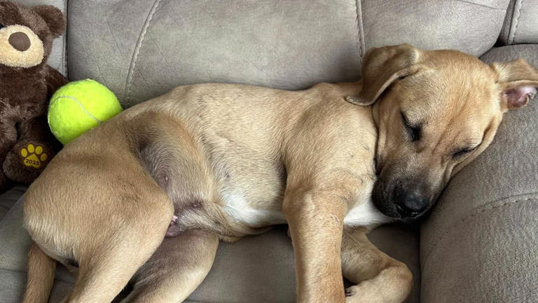 Lakeland family forced to euthanize sick puppy adopted from Polk County ...