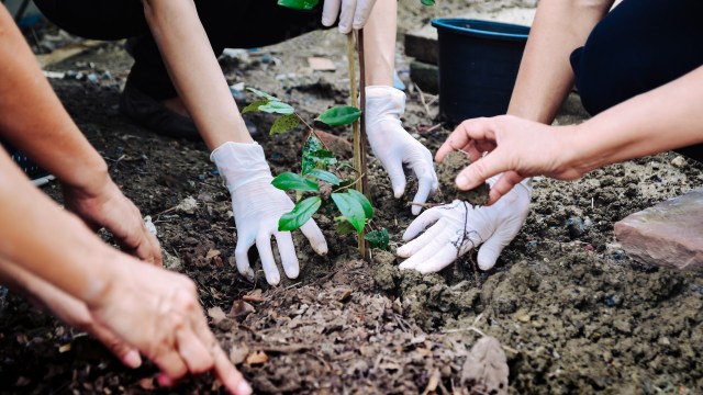 Volunteers launch ambitious effort to transform once-barren US ...