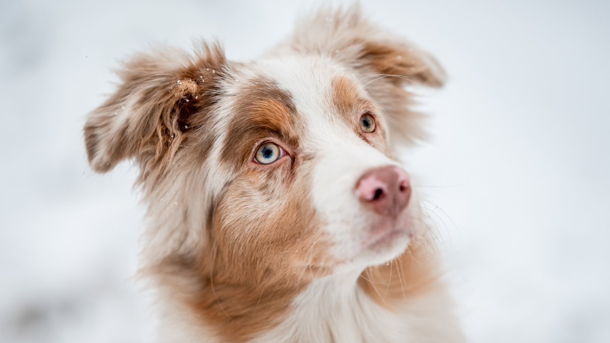 Sleeping kids surprised with red merle Australian shepherd pup on ...