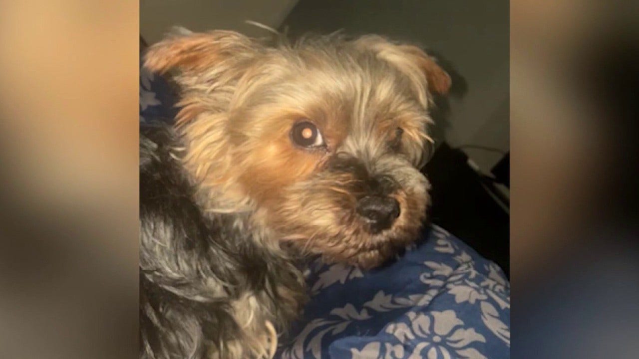 Chicago family says their Yorkie was killed by pit bulls, files lawsuit