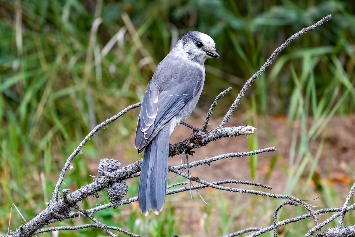 Washington hiker has a true Disney princess moment after being chosen ...