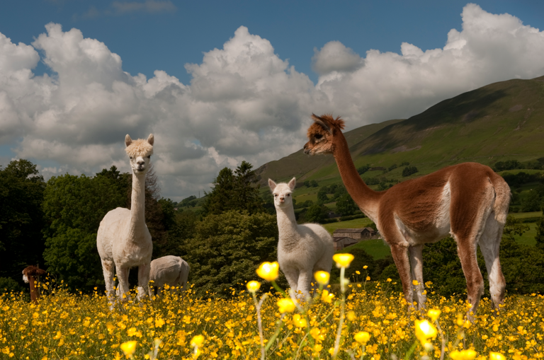Alpacas, buses and pints: Five laws you may have missed in 2025